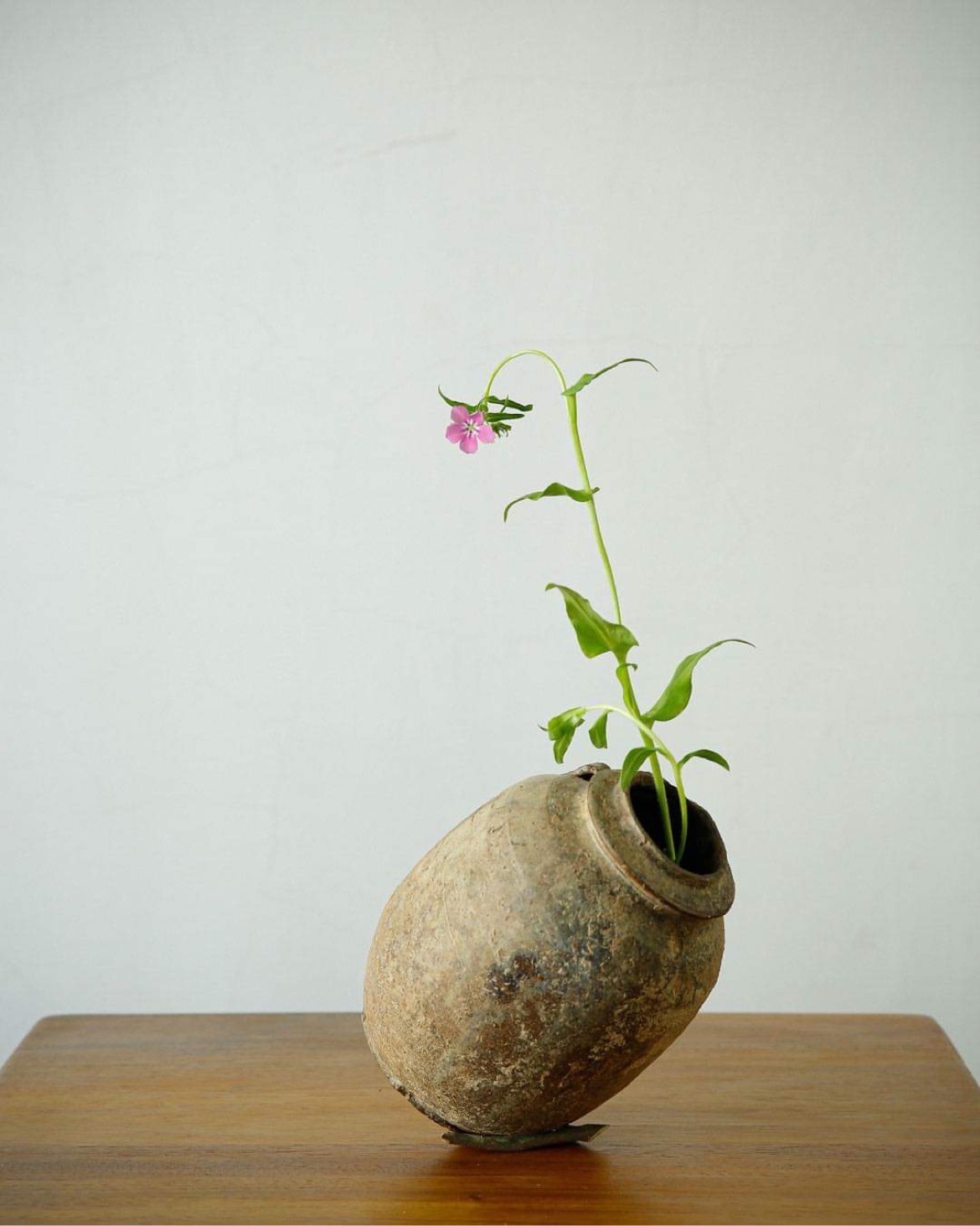 WILD HANAIKE - shimauma sanctuary